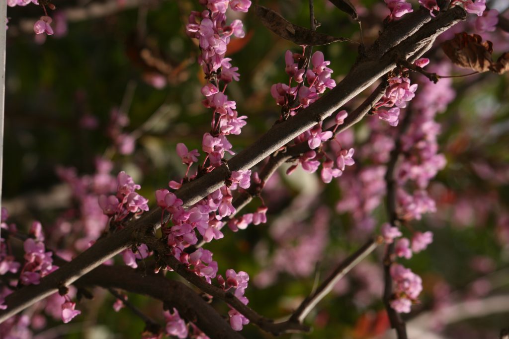 כליל החורש כליל השלימות | sagaya